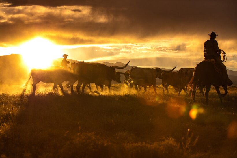 Great Western Trail Board Game Review; Saddle Up and Drive Your Cattle ...